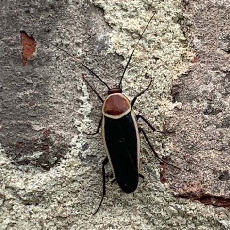 Prime Palebordered Field Cockroach This Insect Is Native To Central