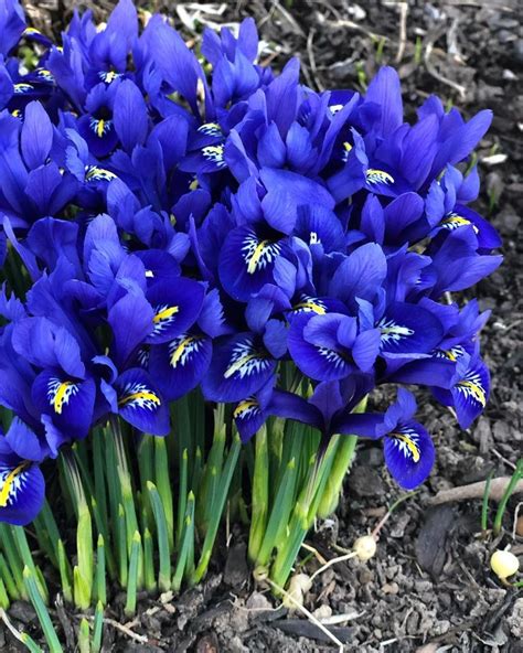 Stunning Iris Blooming In My Garden