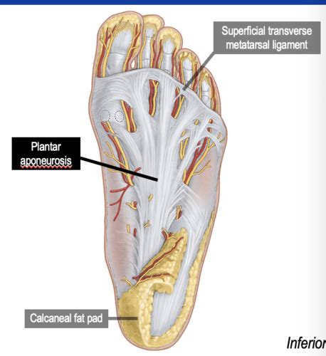 Anatomy 35 Plantar Foot Answer With Term Flashcards Quizlet