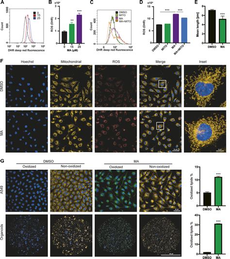 Ma Induces Mitochondrial Ros Elevation And Lipid Peroxidation