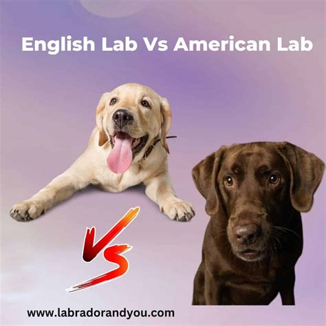 English Lab Vs American Lab Major Differences Revealed New