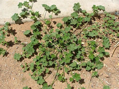 Identify Weeds Suprise Az Snyders Weed Control