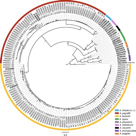 bayesian inference bi tree based on the sequences at the mtdna cox2