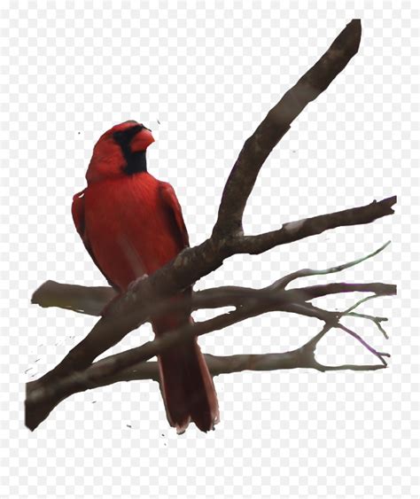 Redbird Cardinal Bird Northern Cardinal Emoji Cardinal Bird Emoji