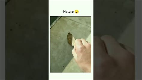 Wait For It😲 Shorts Ytshorts Youtube