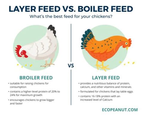 🐓🐓 Broilers Vs Layers Key Veterinarian To Be Facebook