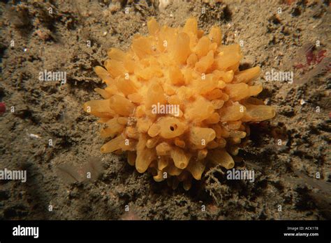 Polymastia Boletiformis Banque De Photographies Et Dimages à Haute