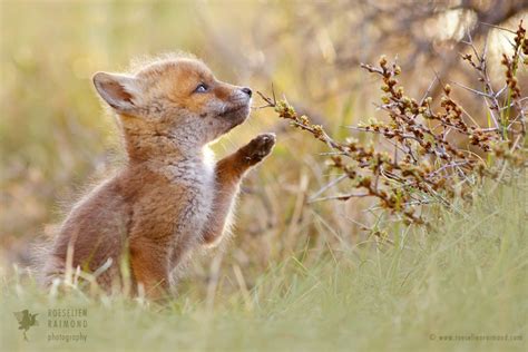 Red Fox Kits Photography Cuteness Captured In A Photo