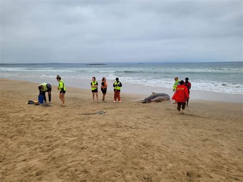 Diasstrand Gesluit Ná Walvisse Uitspoel Maroela Media