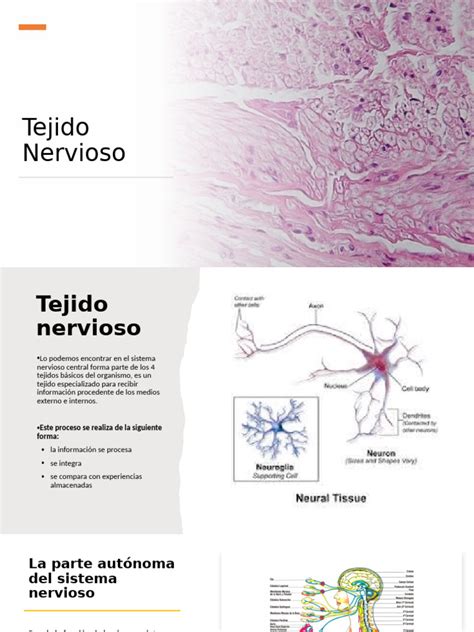Tejido Nervioso 41 Pdf