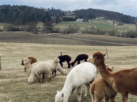 Alpaca Ranč Slovenija Alpaka Ranč Slovenija