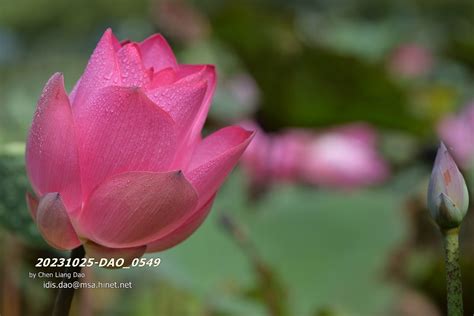 20231025 Dao0549 水生水生植物濕地美麗綻放盛開開花植物學明亮中國特寫顏色彩 Flickr