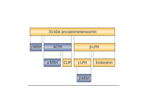 Acth New Perspective To Hypertension And Adrenal Function Antbio