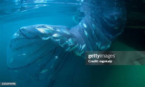 Bluefish Photos And Premium High Res Pictures Getty Images