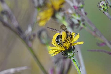 Bee Dandelion Pollination Free Photo On Pixabay
