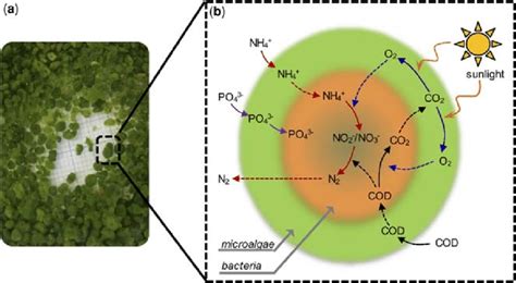 9 Simplified Schematic Description Of Microalgal Bacterial Granules