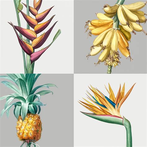 Set Of Hand Drawn Botanical Elements Vector Free Stock Vector 523422