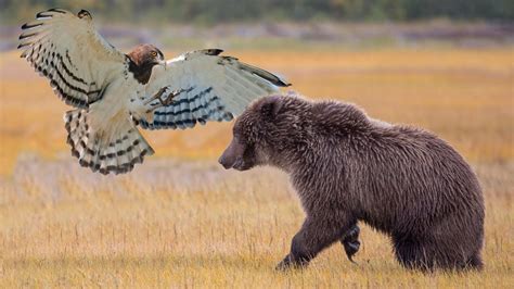 Grizzly Bear Attack Eagles Nest To Find Food Youtube