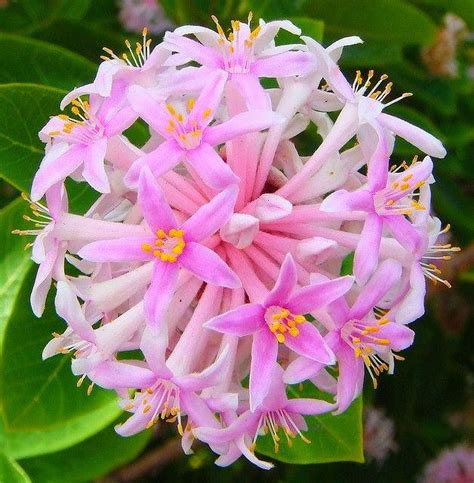 Dais Contifolia Thymelaeacae R Flowers