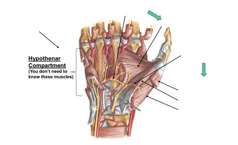 Adductor Pollicis Action