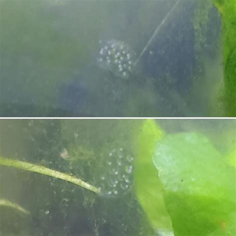 Bladder Or Ramshorn Eggs R Aquaticsnails