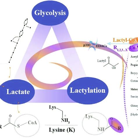 Triangular Relationship Among Glycolysis Lactate And Lactylation