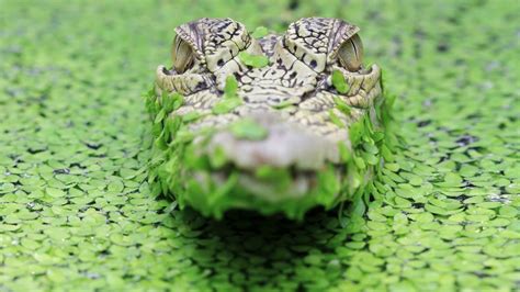 Divlji Krokodil Može Narasti Do 7 Metara Indekshr