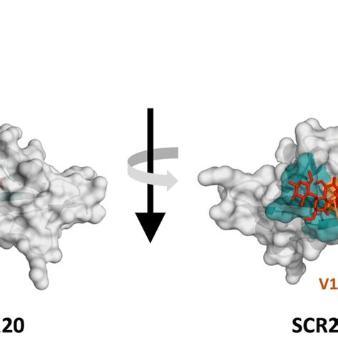 The C‐terminal Region Of Fh Structure Of The Last Two Scrs Of Fh To