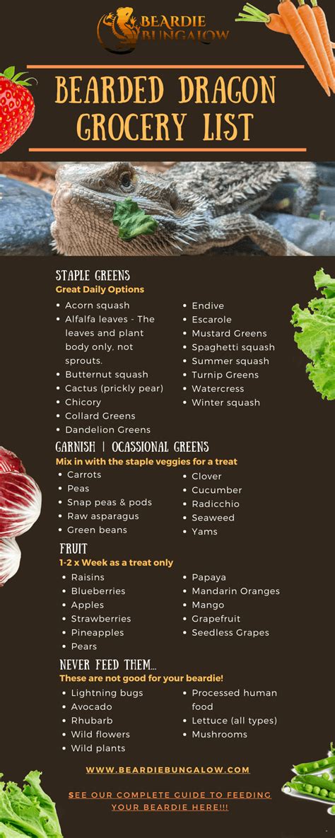 The Only Bearded Dragon Feeding Guide That Youll Ever Need Beardie