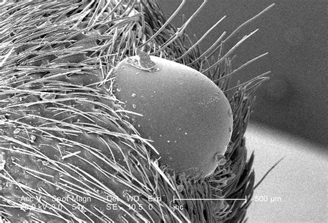 무료 사진 여성 벨벳 개미 Dasymutilla