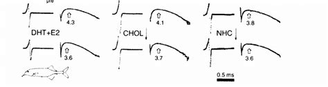 8 Juvenile Eod Waveforms And Fourier Transforms Before Pre And 24