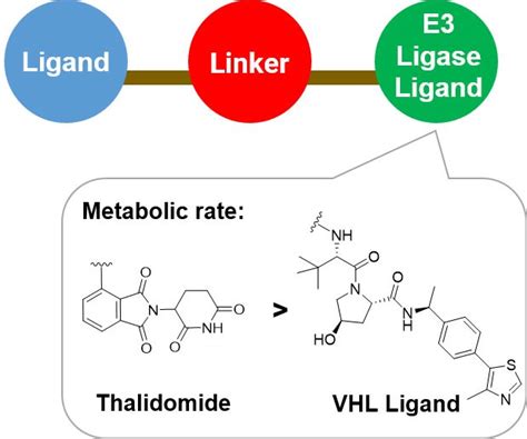 Metabolic Characteristics Of Protac Drugs