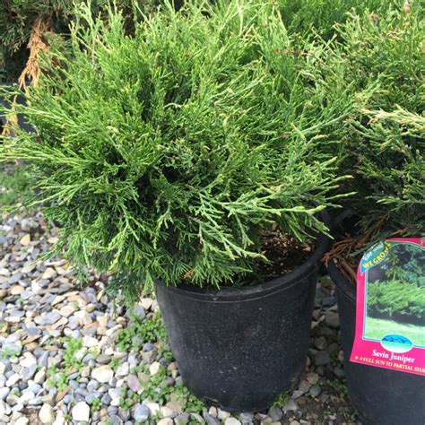 Savin Juniper Trees And Shrubs › Anything Grows