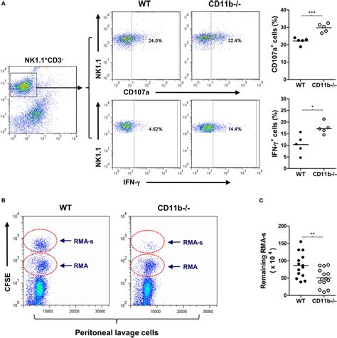Mice Deficient In Complement Receptor 3 Have A More Activated Natural Download Scientific