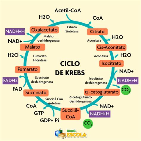Passos Do Ciclo Krebs Para Criancas Projeto Educação Entenda Como