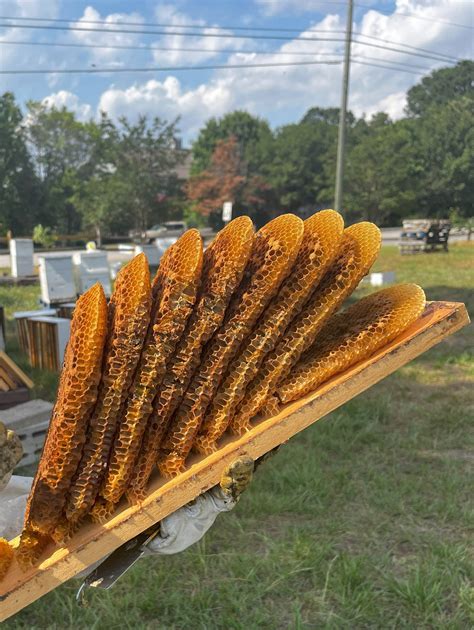 Is Honeycomb Beeswax