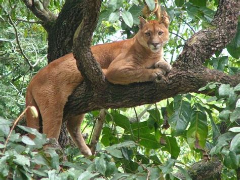 Animais Da Caatinga Toda Matéria