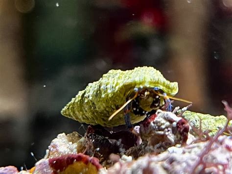 Blue Legged Hermit Crab Photo Thread Reef2reef