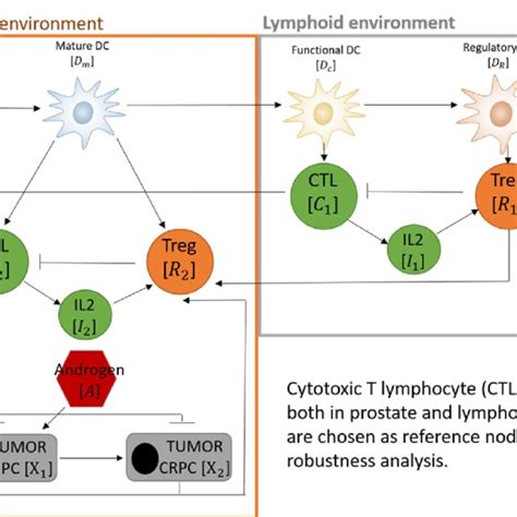 Pathway Of The Prostate Specific Pten −− Mouse Model 13 Download Scientific Diagram
