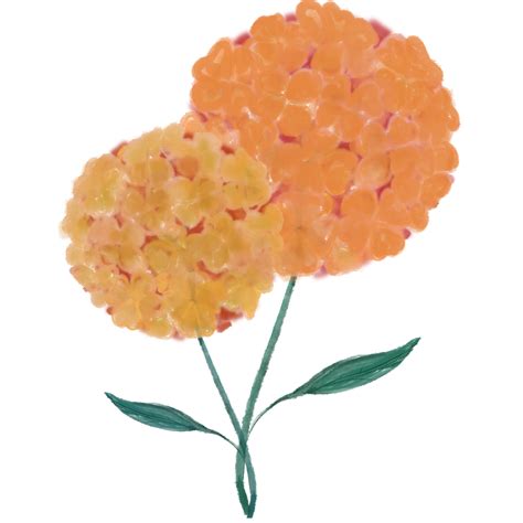 Beatiful Orange Hydrangea 29100970 Png