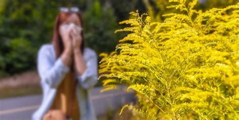 Ragweed Season What Allergy Sufferers Need To Know This Fall