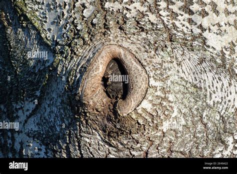 Tree Bark Knot Hi Res Stock Photography And Images Alamy
