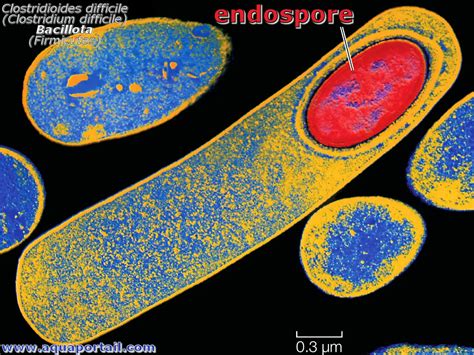 Bacillota Firmicutes Définition Et Explications