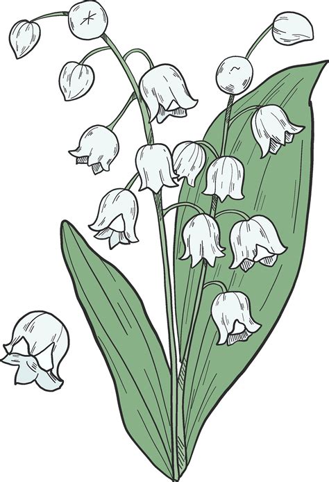 Lily Of The Valley Png High Quality Image Png All