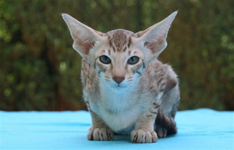 14 Oriental Shorthair Colors And Patterns With Info And Pictures Catster