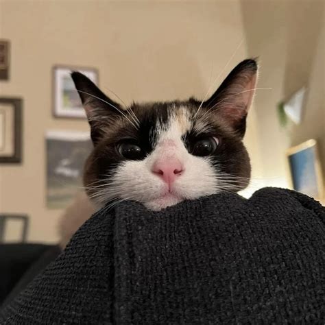 40 Of The Funniest Pics Of Cats Making Funny Faces”