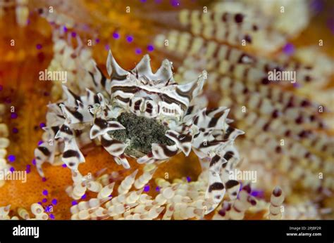 Zebra Urchin Crab Zebrida Adamsii Adult Female Carrying Eggs Under