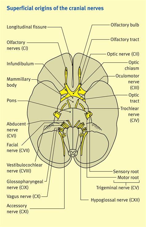 Cranial Nerve Nucleus Wikipedia