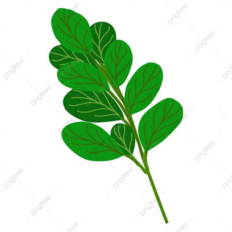 Moringa Leaf Vector Design Images Fresh Moringa Leaf Vector Moringa