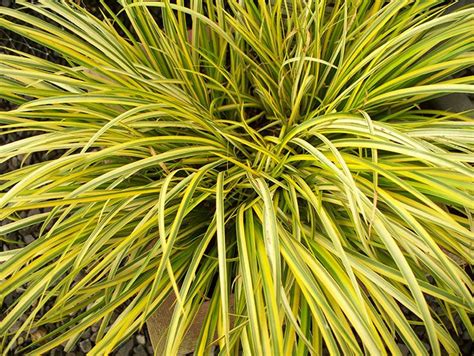 Golden Variegated Sweet Flag Acorus Ogon Ornamental Grass For Sun